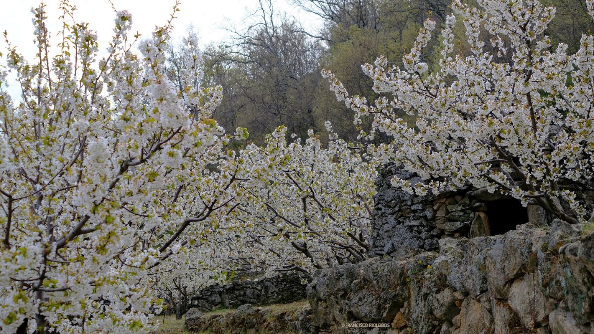Valle del Jerte: ¿Qué visitar en un fin de semana?