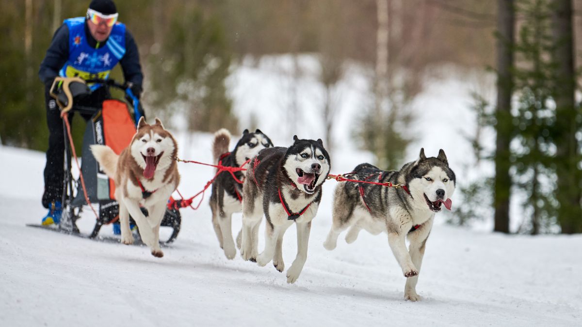 Mushing en la nieve: todo lo necesario para ofrecerlo | Seguros
